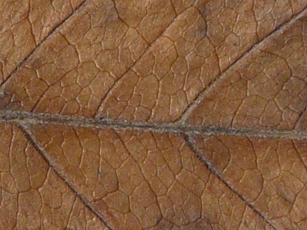 texture 0093 - Texturelib